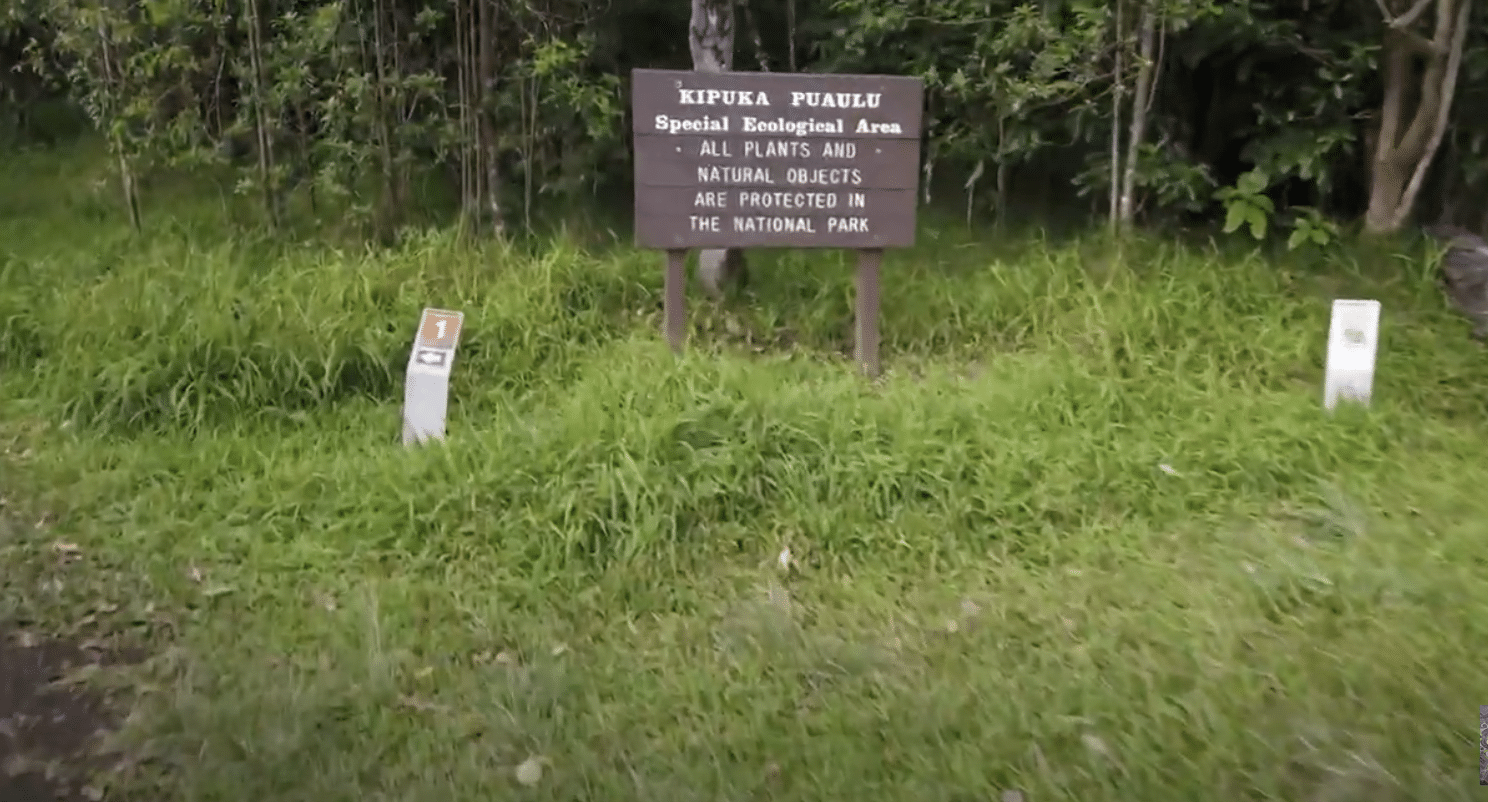 Find Rare Avian Life on the Kipukapuaulu Trail (Bird Park) - Volcano ...