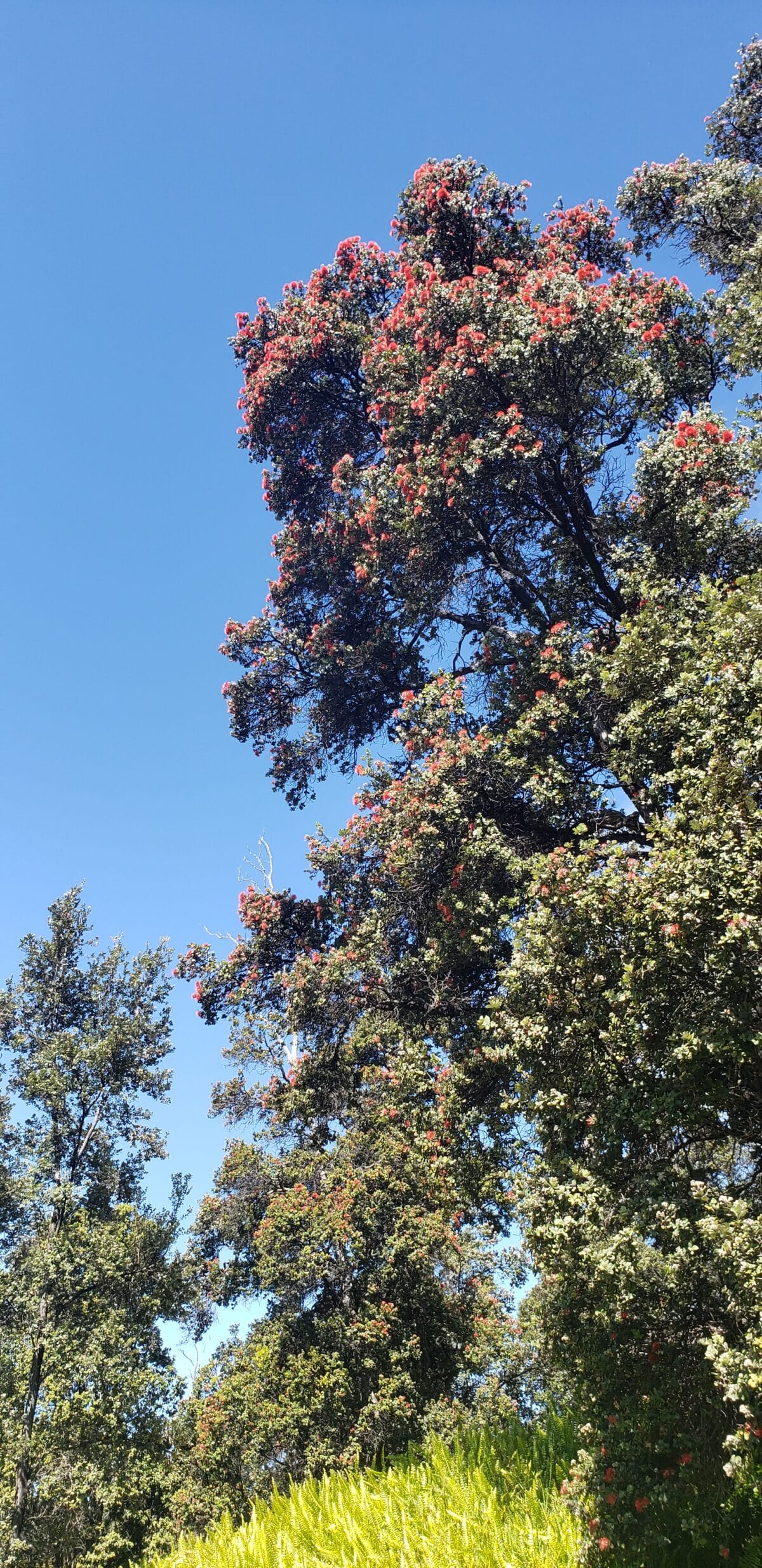 The Iconic Story of Hawaii’s ʻOhiʻa Lehua - Volcano Heritage Cottages