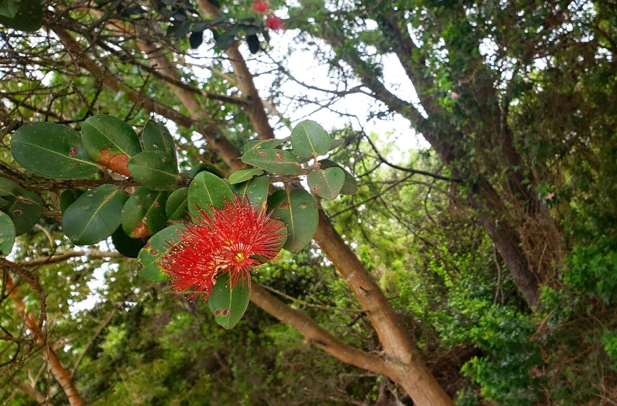 The Iconic Story of Hawaii’s ʻOhiʻa Lehua - Volcano Heritage Cottages