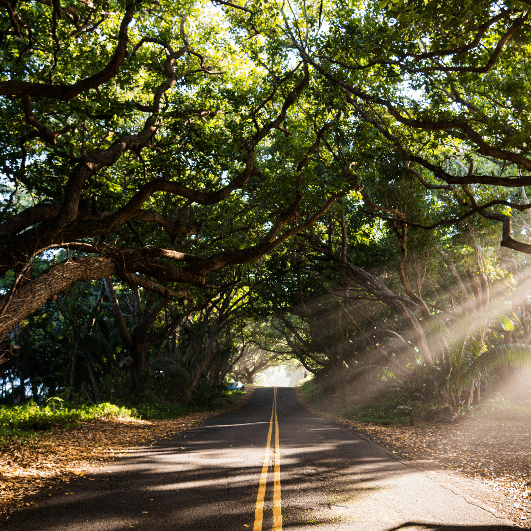 The Top 6 Reasons to Take a Day Trip to Puna - Volcano Heritage Cottages